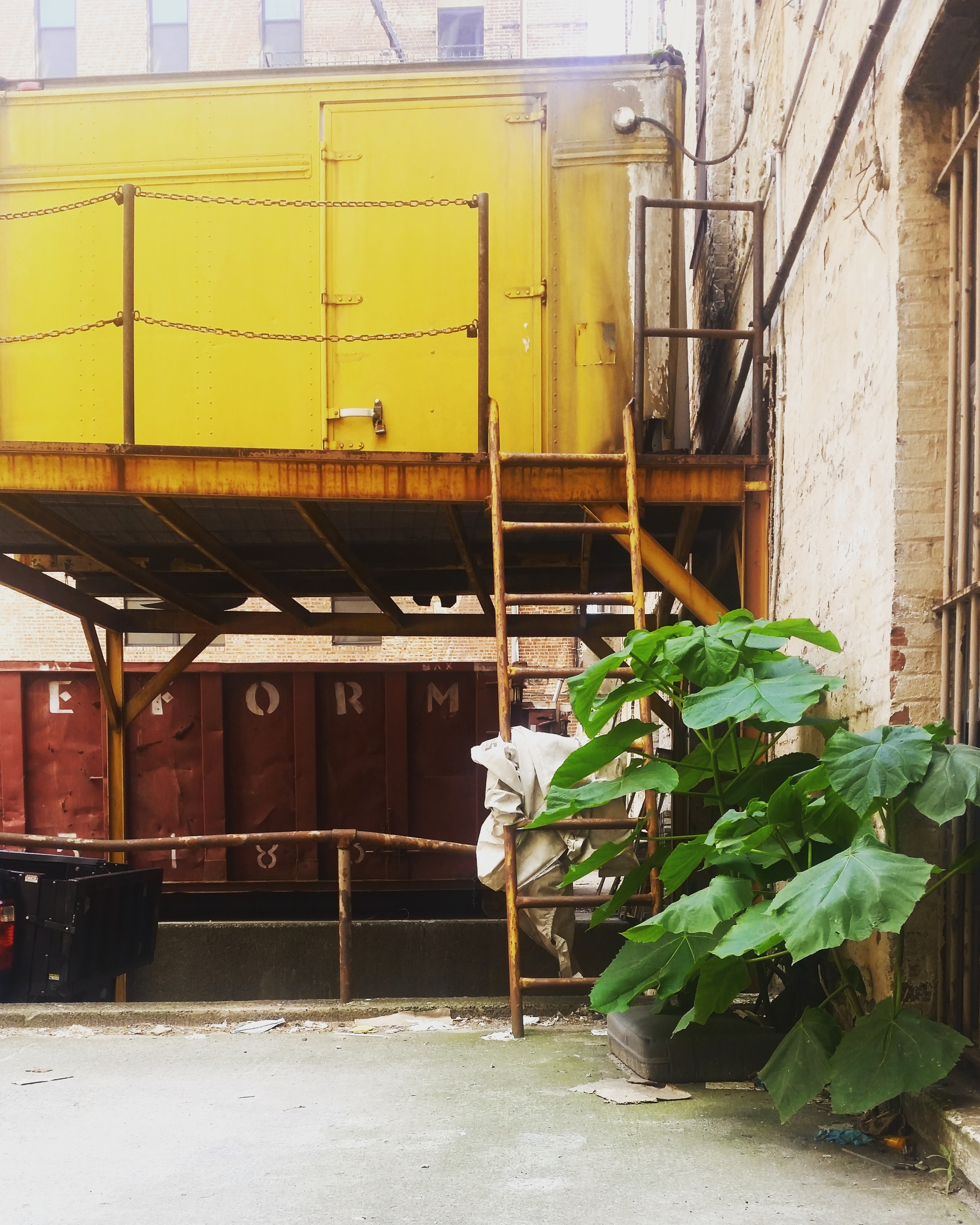 Princess Tree – City Plants